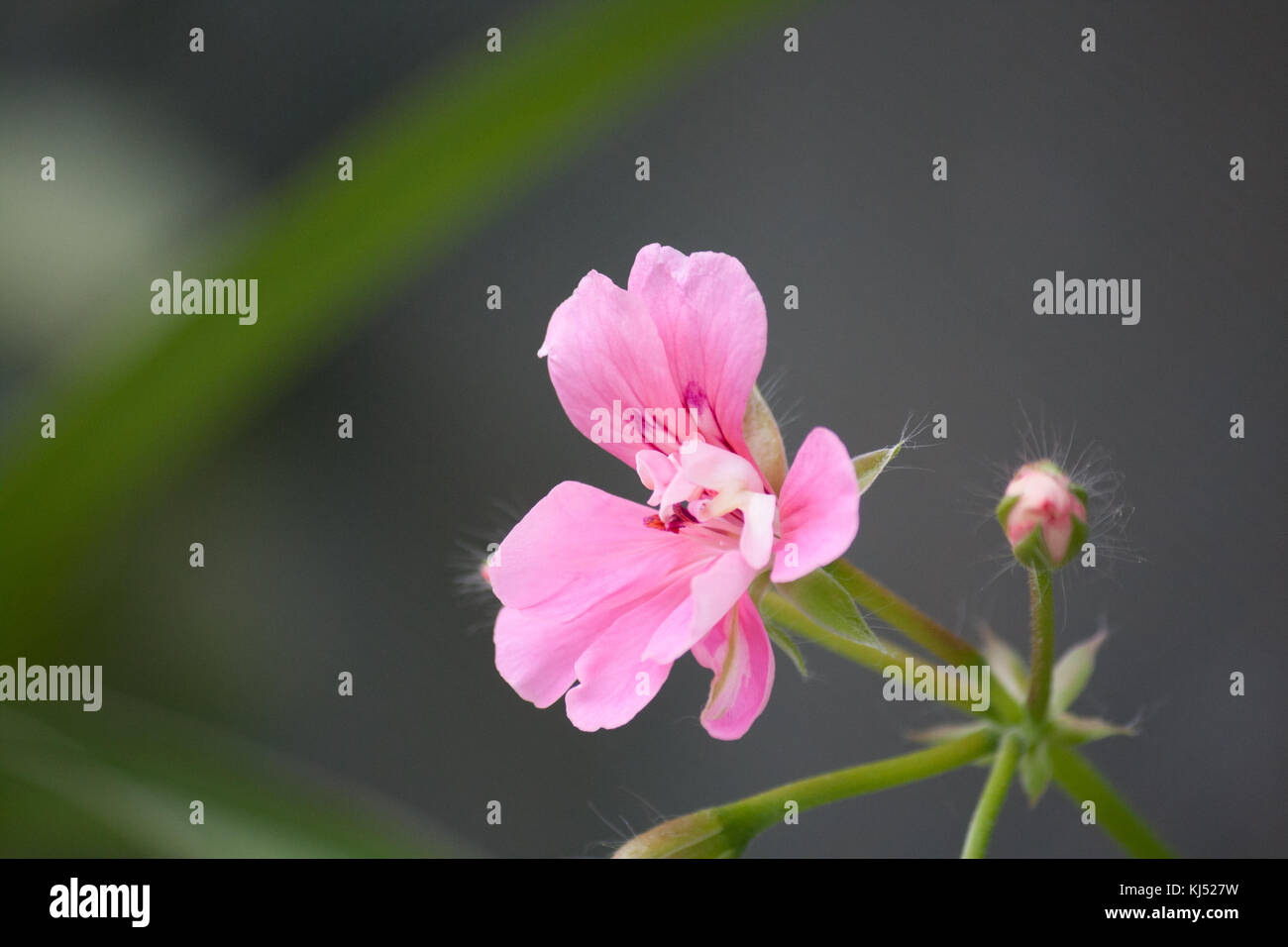 Purple Geraniums in the yard Stock Photo - Alamy