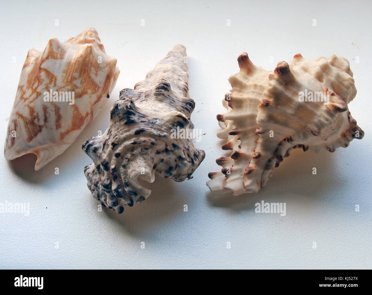 Three different sea shells on window sill close up Stock Photo - Alamy