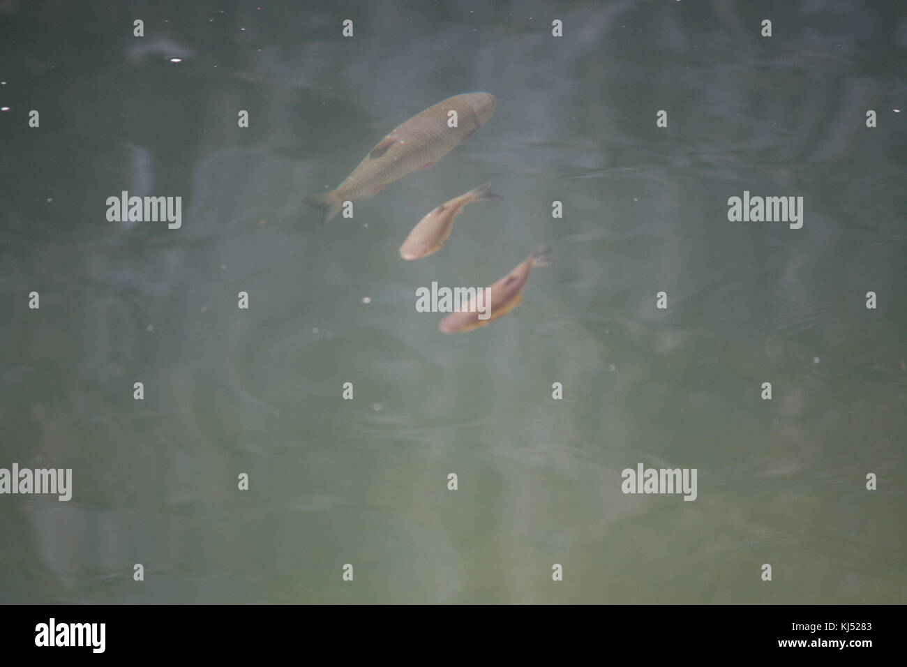 Fish in the river Stock Photo - Alamy