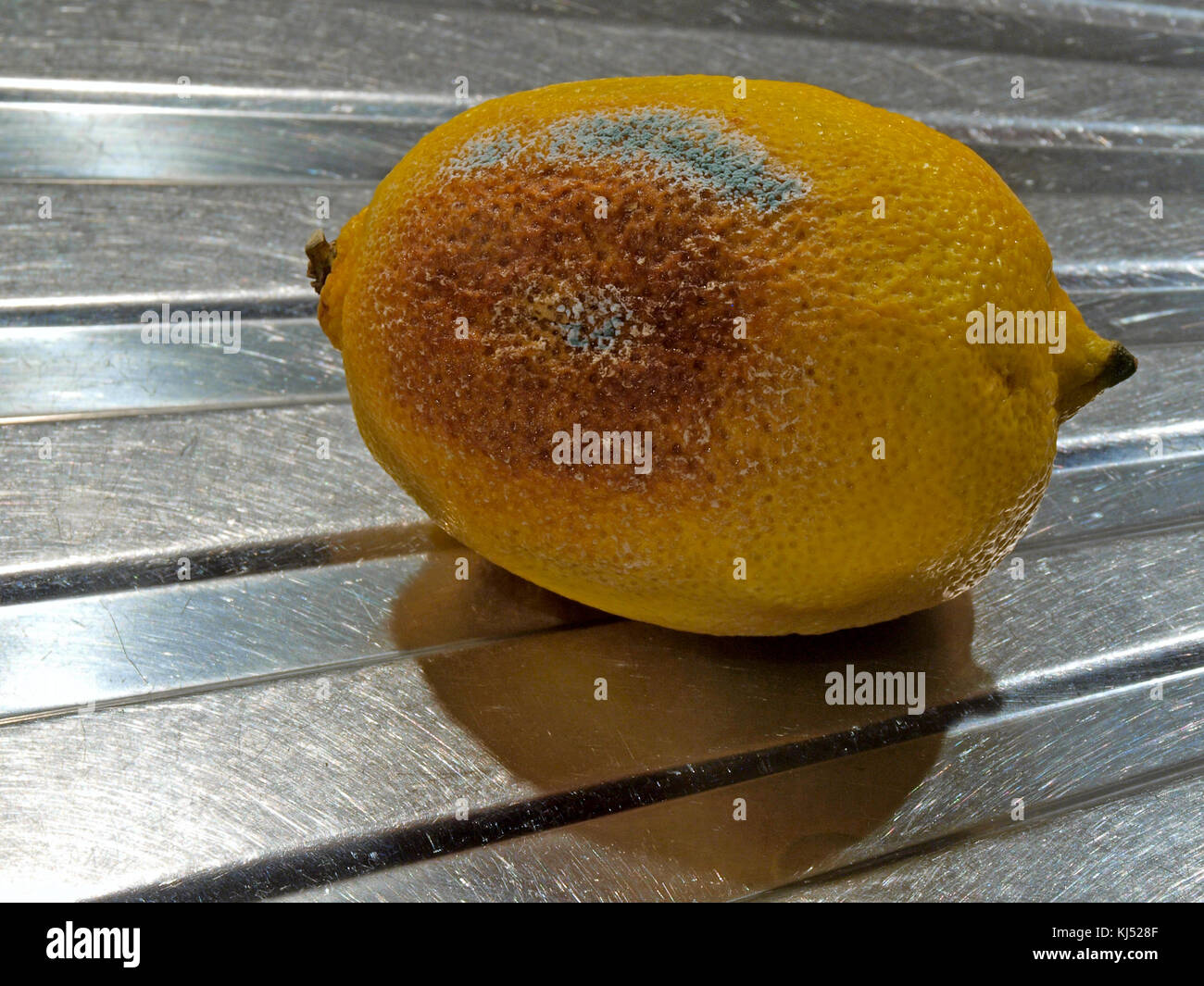 Rotten lemon fruit damaged by disease on stainless steel kitchen sink ...