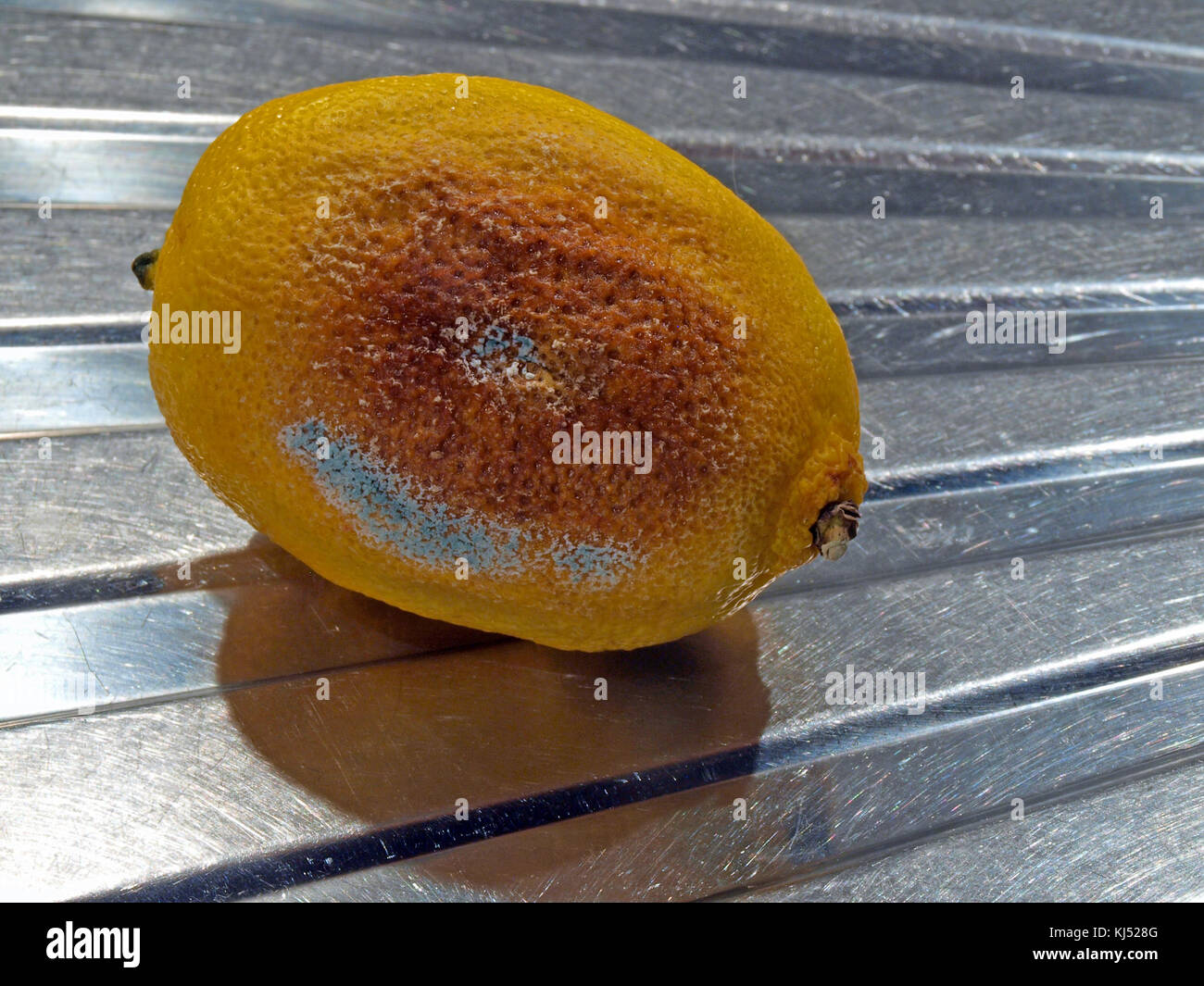 Rotten lemon fruit damaged by disease on stainless steel kitchen sink ...