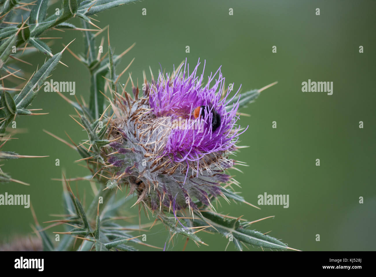 Bumblebee on a flower Stock Photo - Alamy