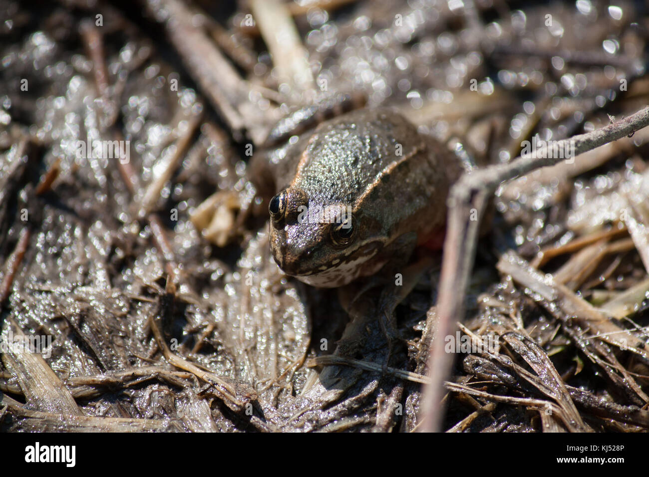 Brown frog in the mud Stock Photo - Alamy