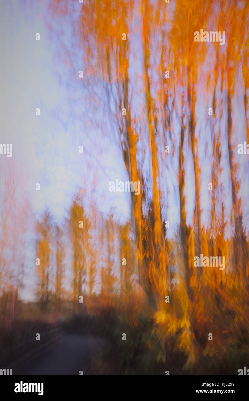 Tree abstract autumn colours Stock Photo - Alamy