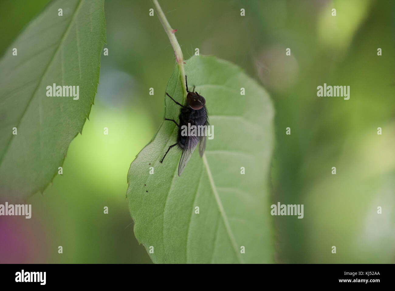 List of roses hi-res stock photography and images - Alamy