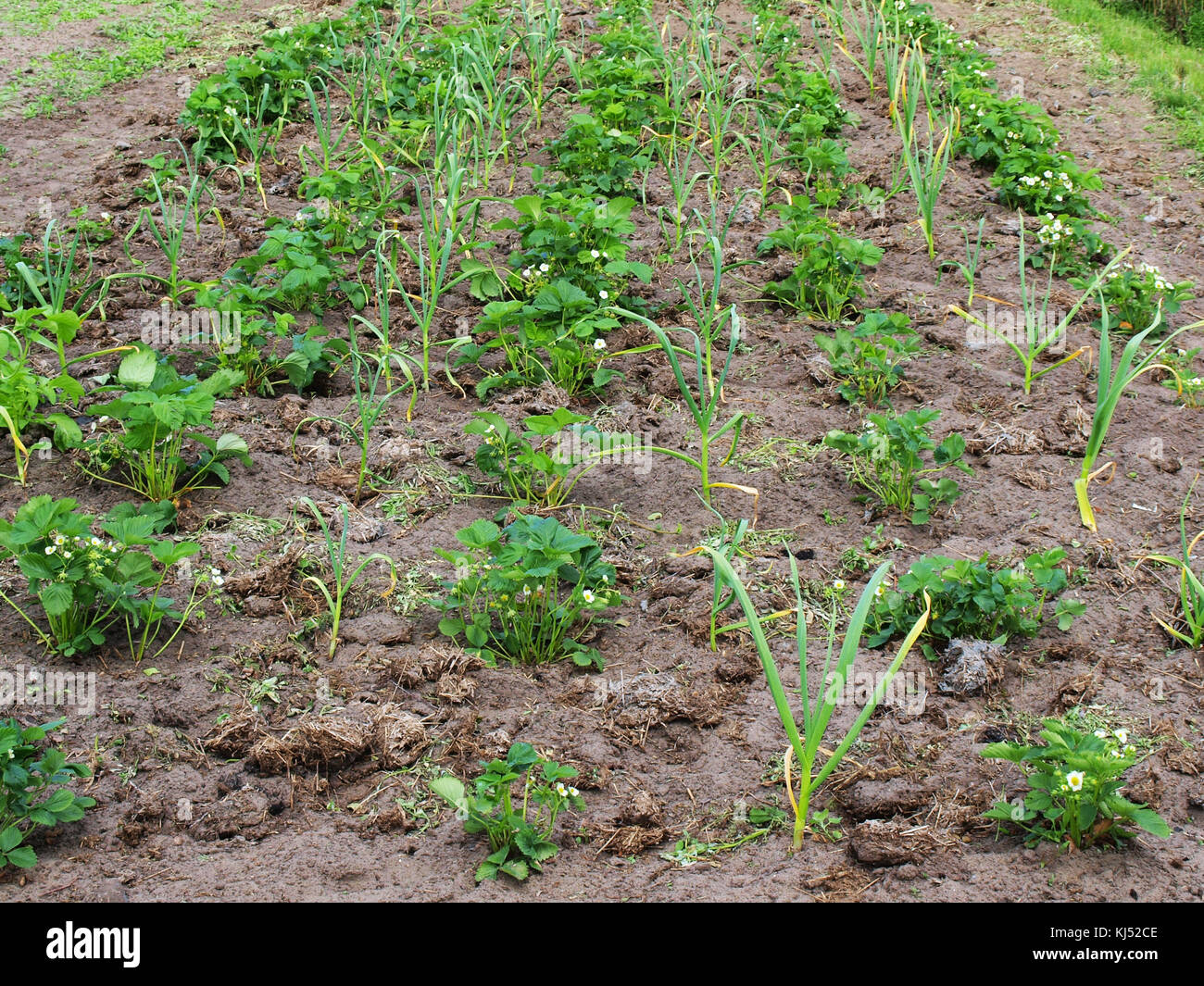 Protect from insects hi-res stock photography and images - Alamy