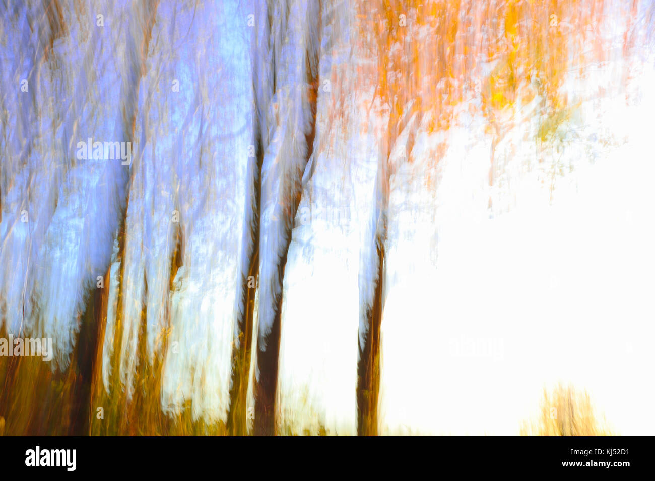 Tree abstract autumn colours Stock Photo - Alamy