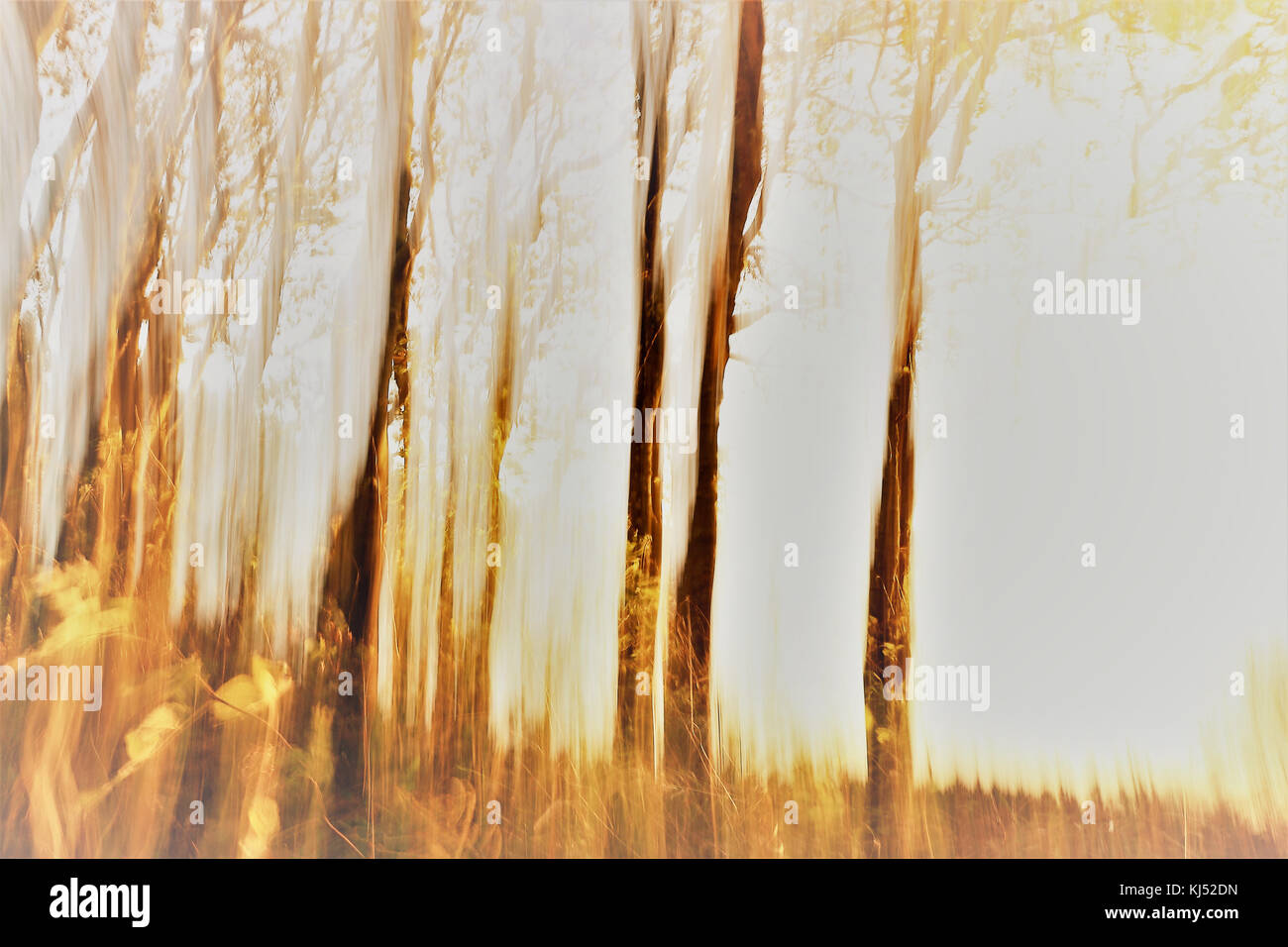 Tree abstract autumn colours Stock Photo - Alamy