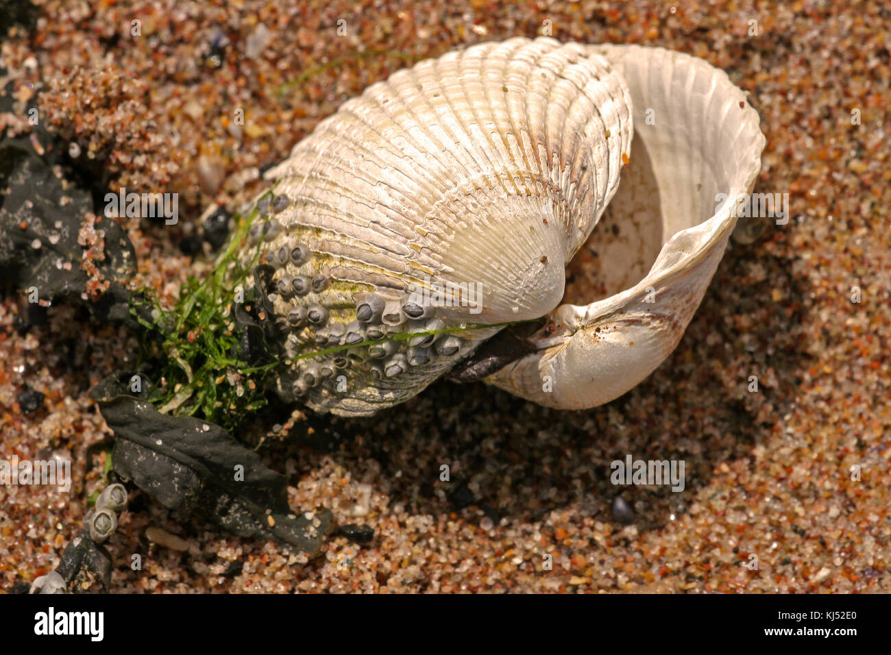 seashell on beach Scotland Stock Photo - Alamy
