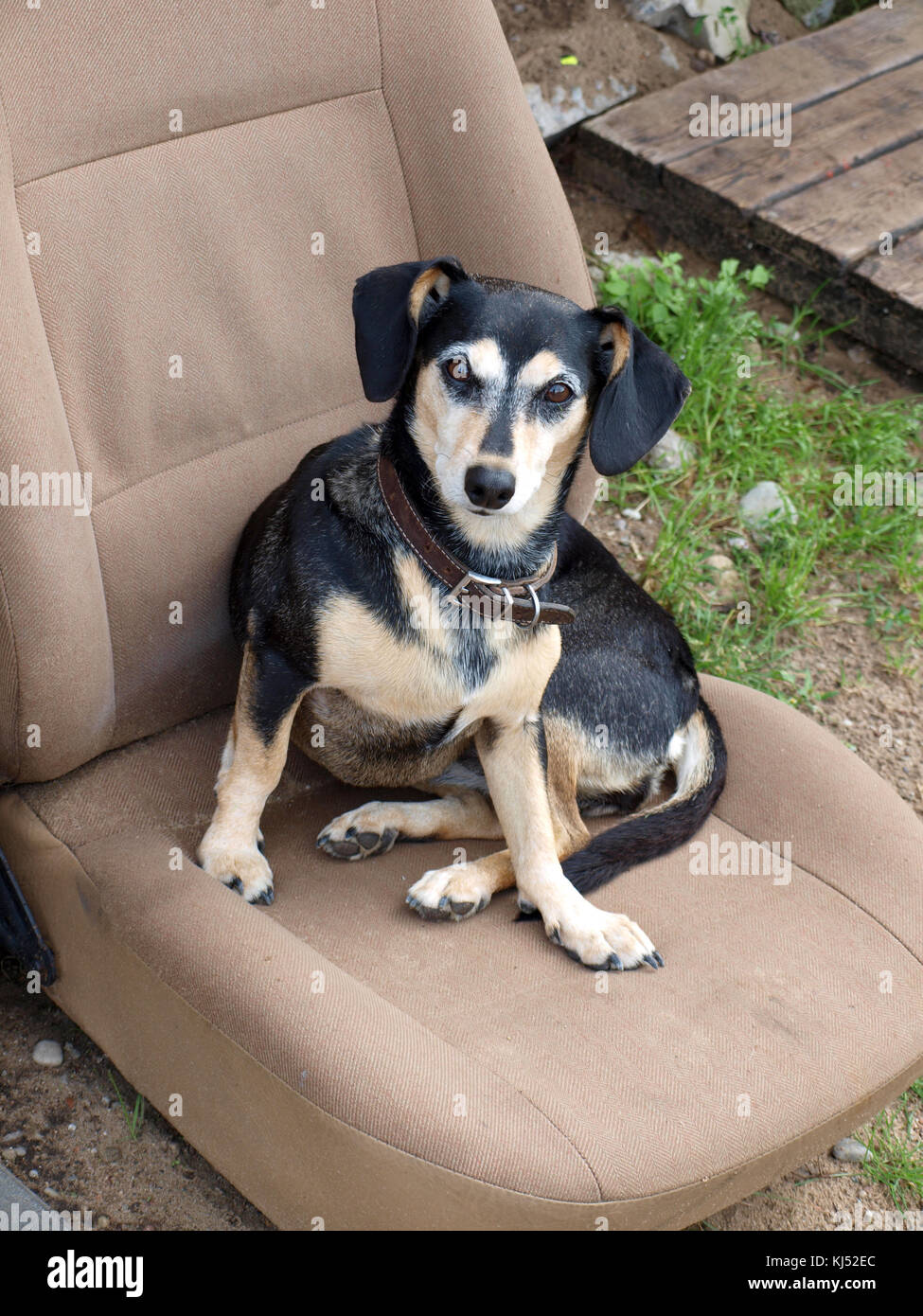 Small black dog sitting outdoor on old car seat Stock Photo - Alamy