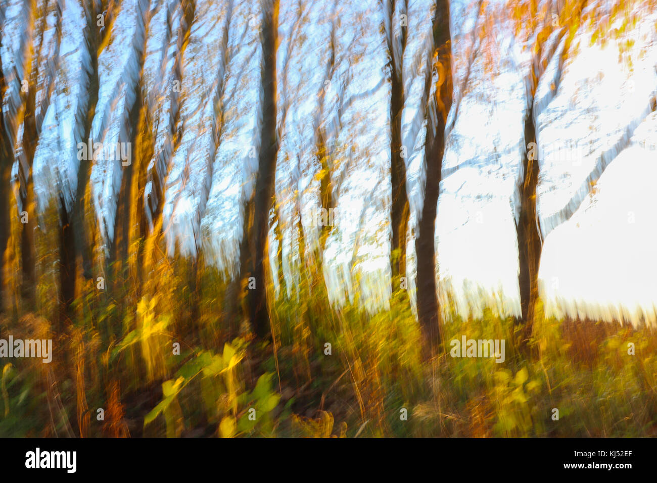 Tree abstract autumn colours Stock Photo - Alamy