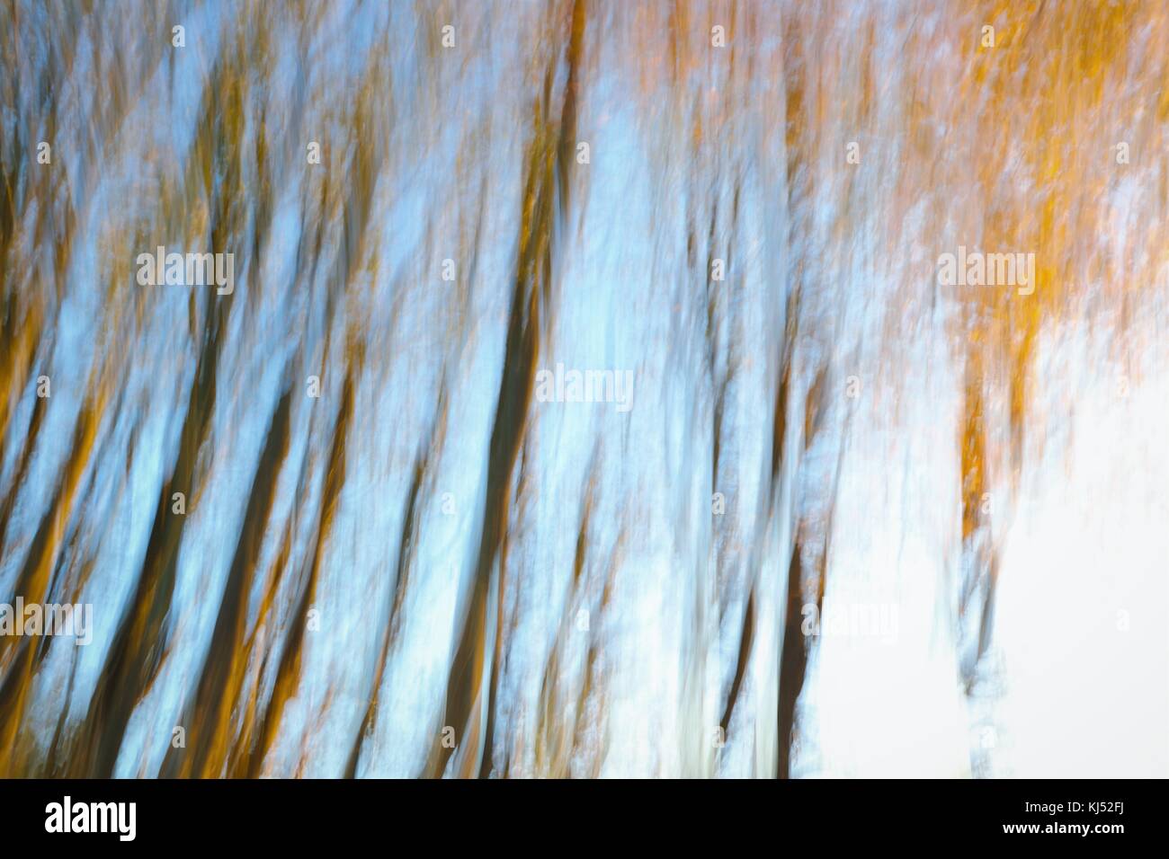 Tree abstract autumn colours Stock Photo - Alamy