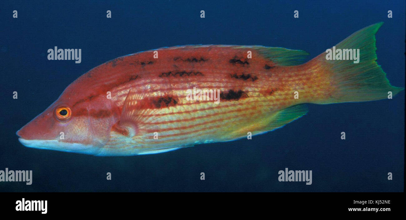 Pigfish hi-res stock photography and images - Alamy