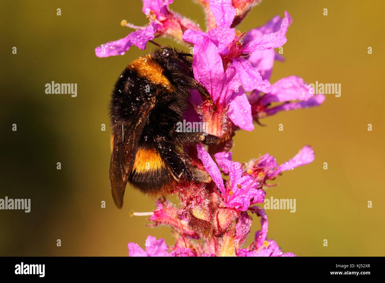 Terrestrial Bumblebee Queen resting on Purple-loosestrife Stock Photo ...
