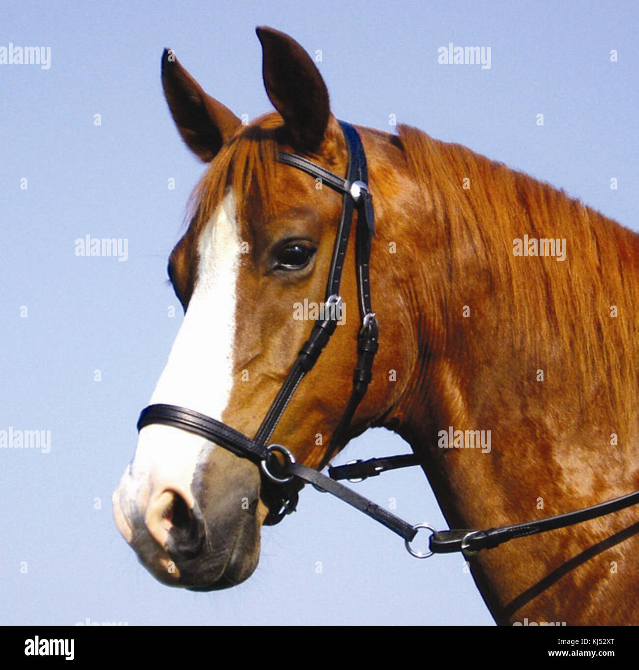 Dr cook hi-res stock photography and images - Alamy