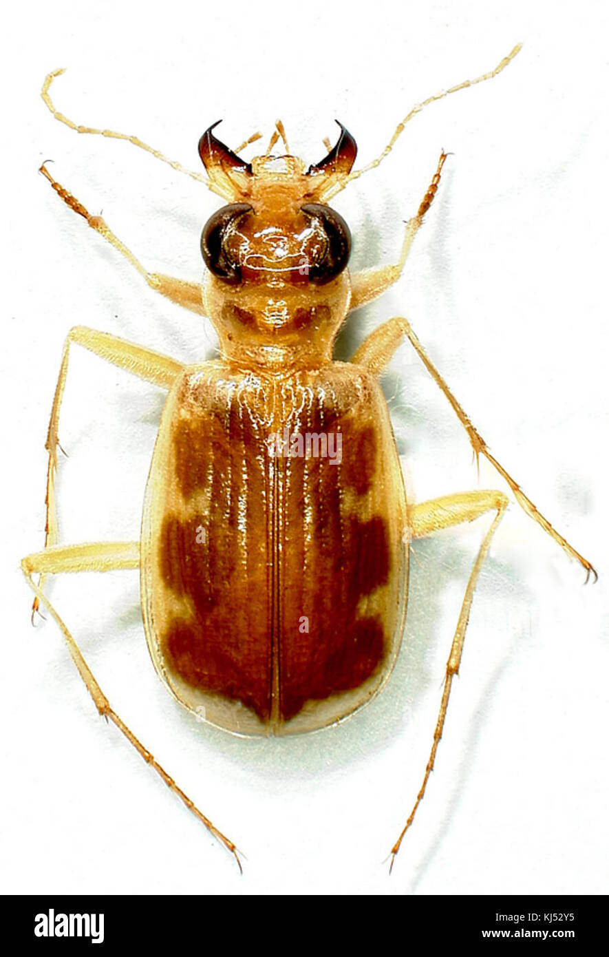 Cicindis horni is a species of beetle, known for its specific traits ...