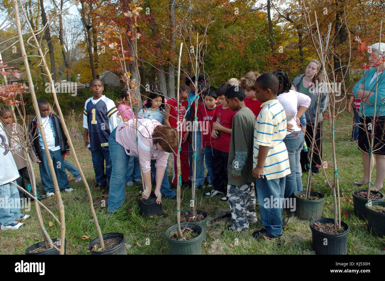 Children learn how to remove young trees from buckets for planting ...