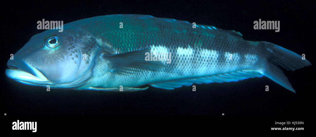 Parapercis Colias High Resolution Stock Photography and Images - Alamy