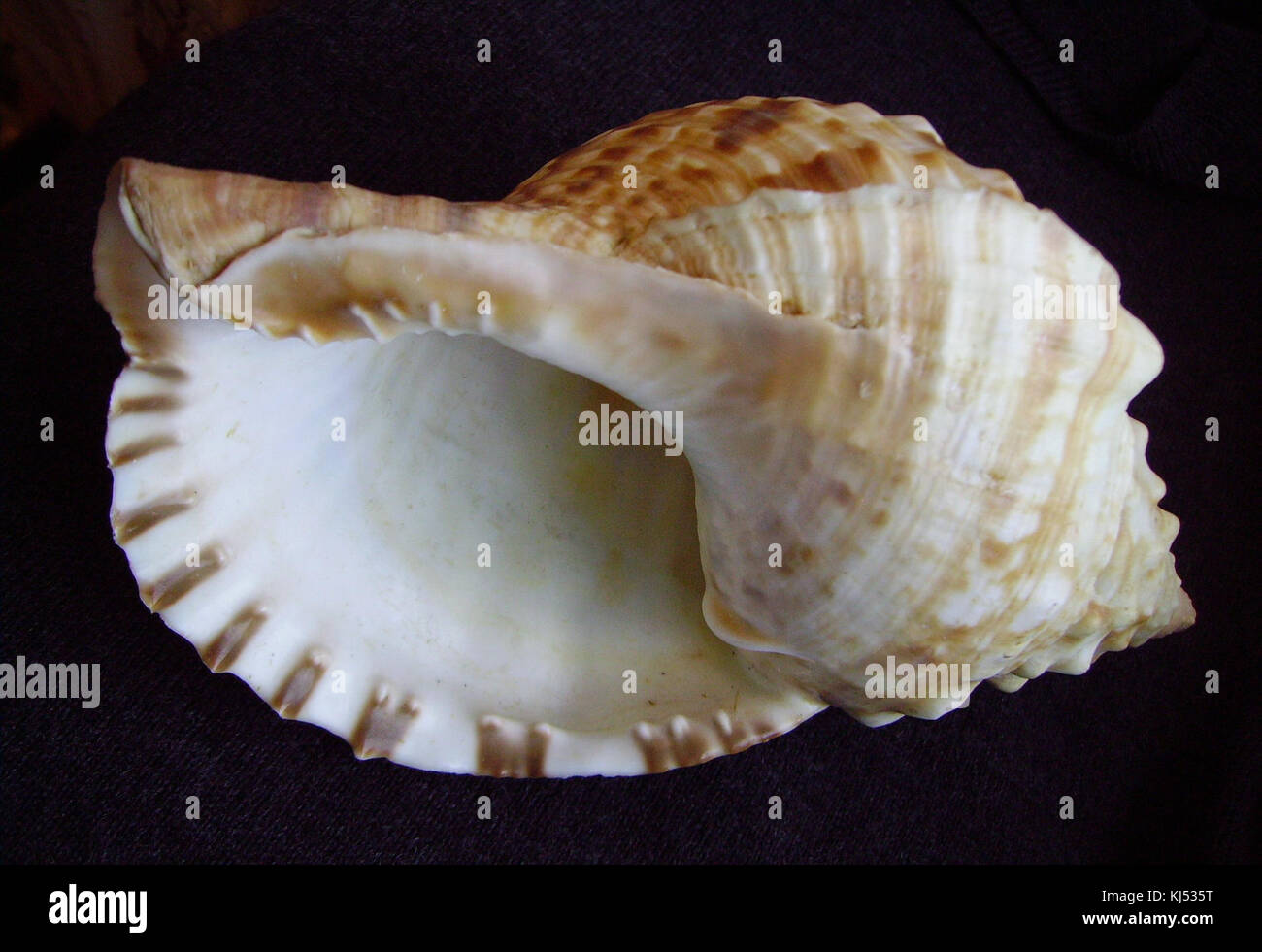 Charonia lampas hi-res stock photography and images - Alamy