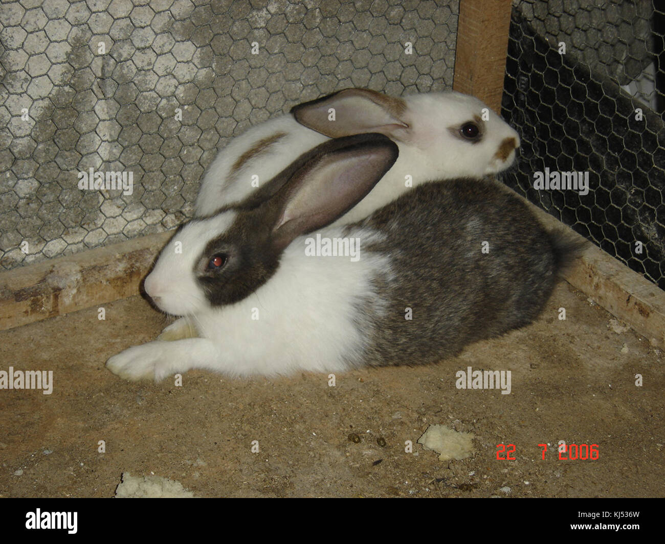 Breeding like rabbits hi-res stock photography and images - Alamy