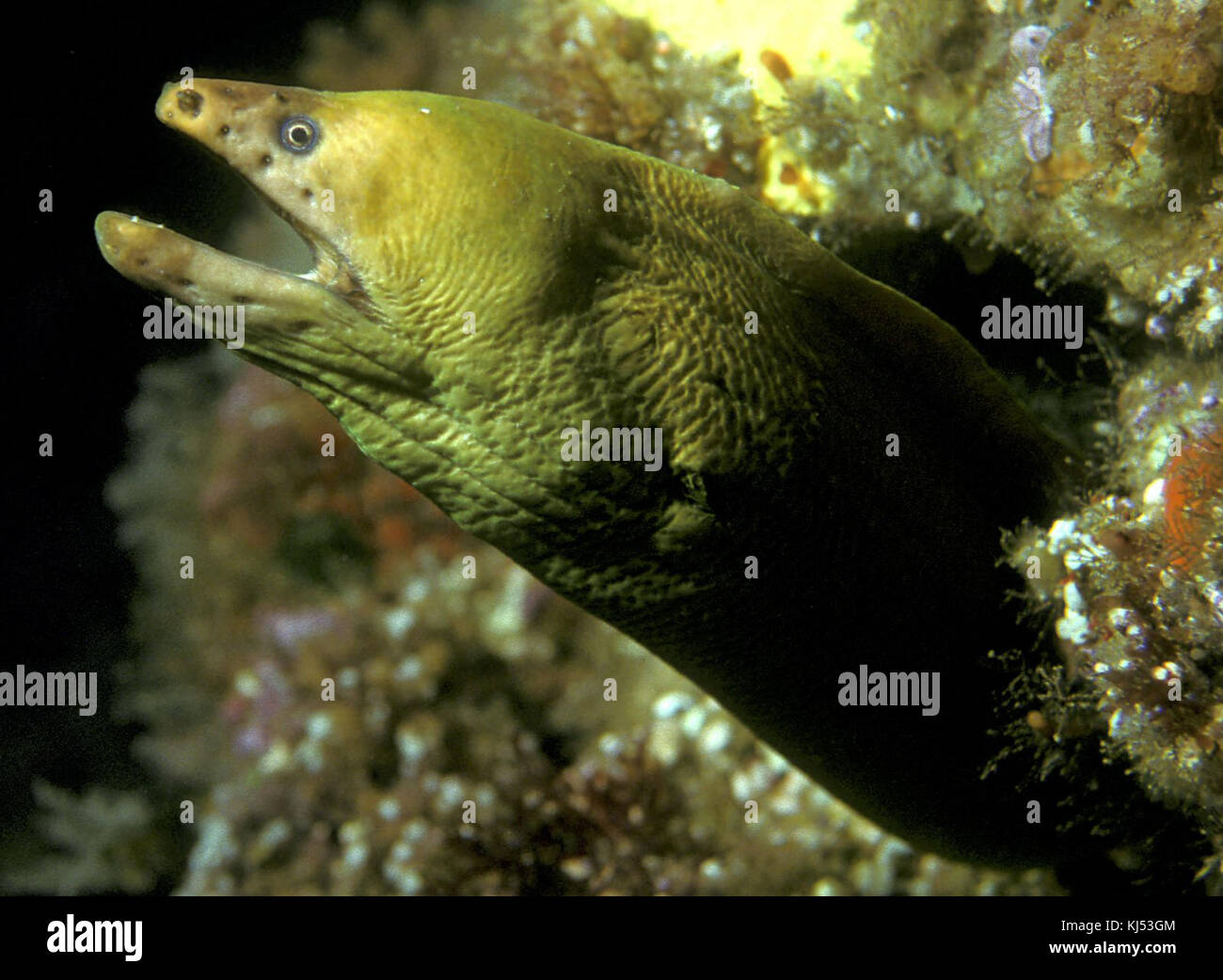 Gymnothorax prasinus (Yellow moray Stock Photo - Alamy