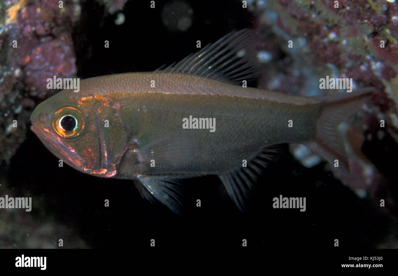 Roughy hi-res stock photography and images - Alamy