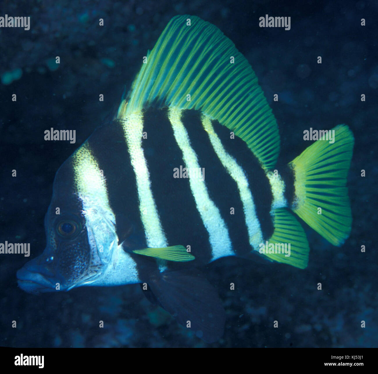 Evistias acutirostris (Striped boarfish Stock Photo - Alamy