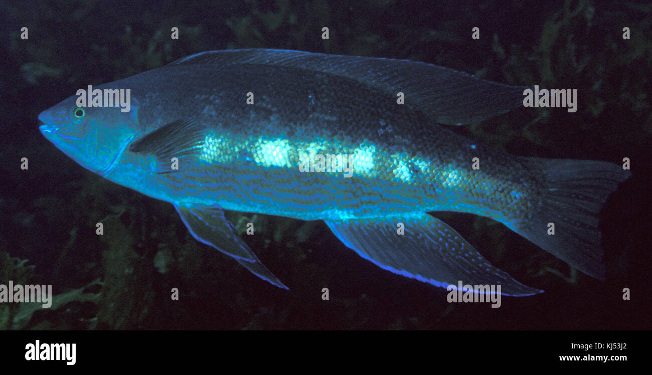 Odax pullus (Greenbone Stock Photo - Alamy