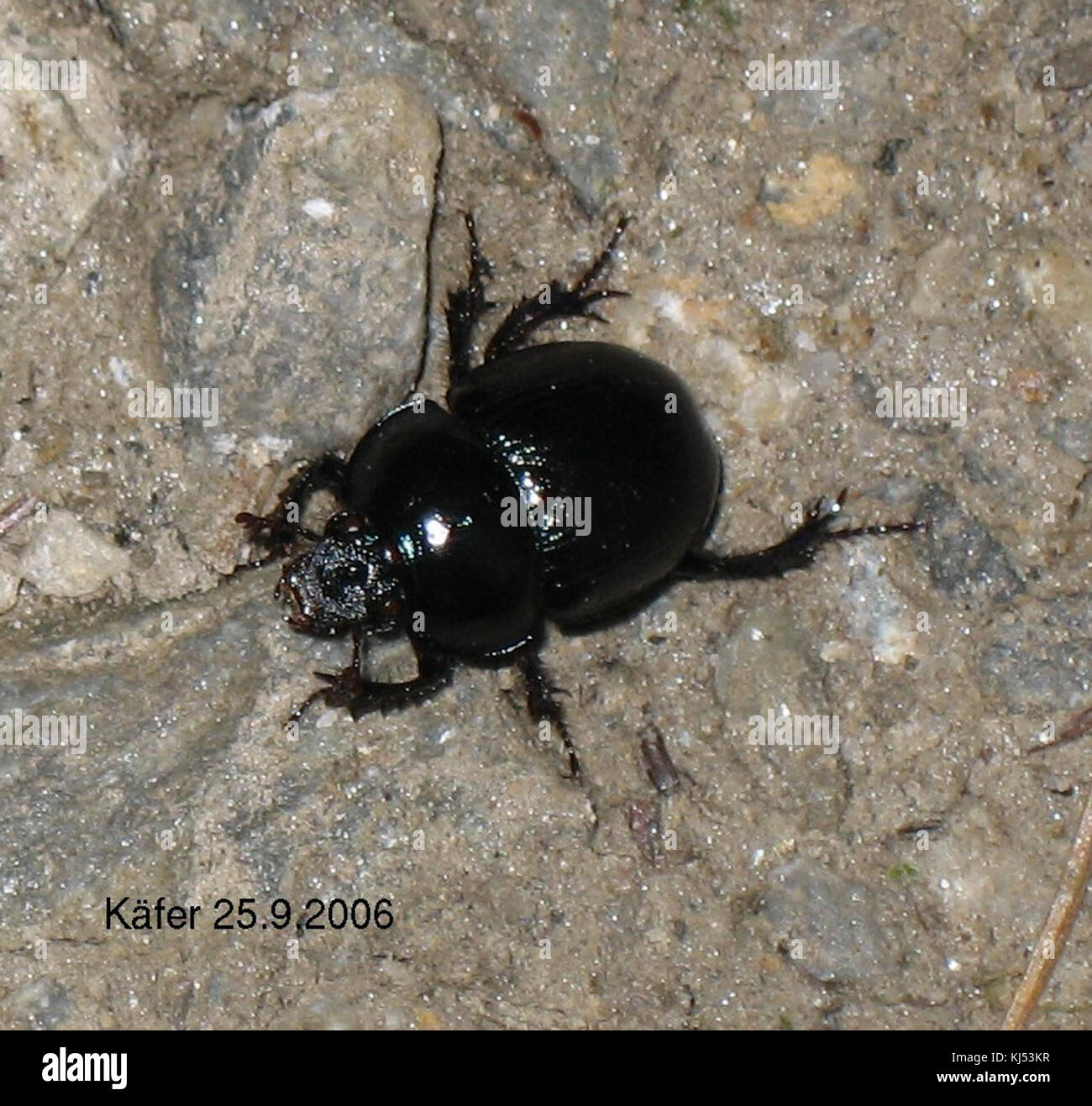 Kaefer hi-res stock photography and images - Alamy