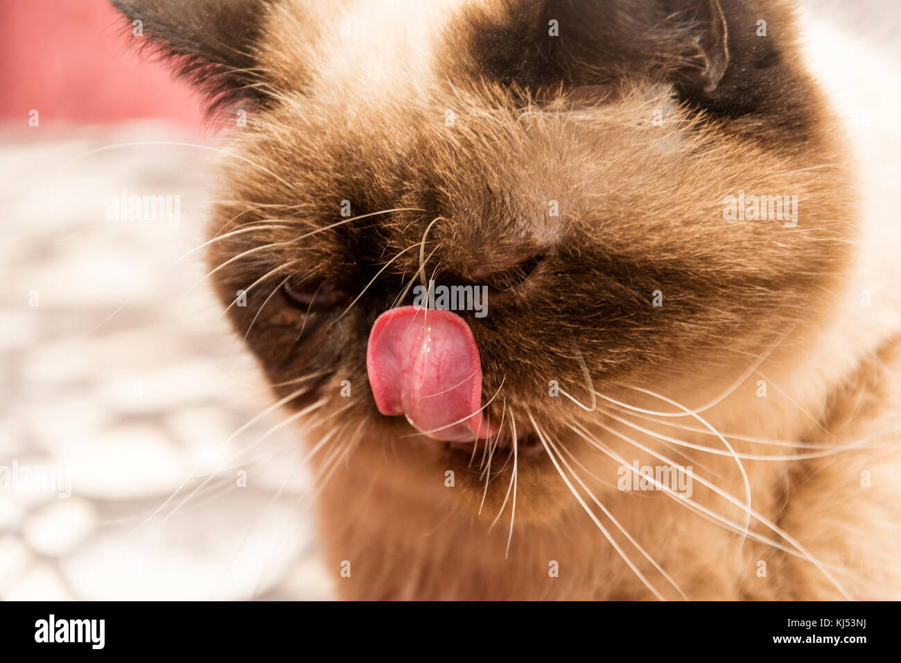 Cat smacking her lips tongue out Stock Photo - Alamy