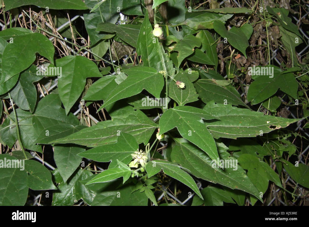 Passiflora suberosa hi-res stock photography and images - Alamy