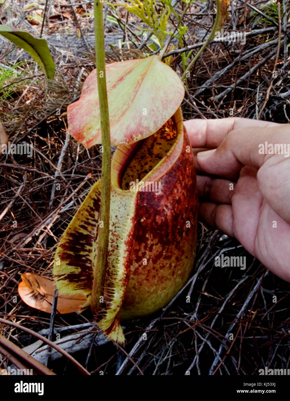 Nepenthes rafflesiana opening pitcher Stock Photo - Alamy