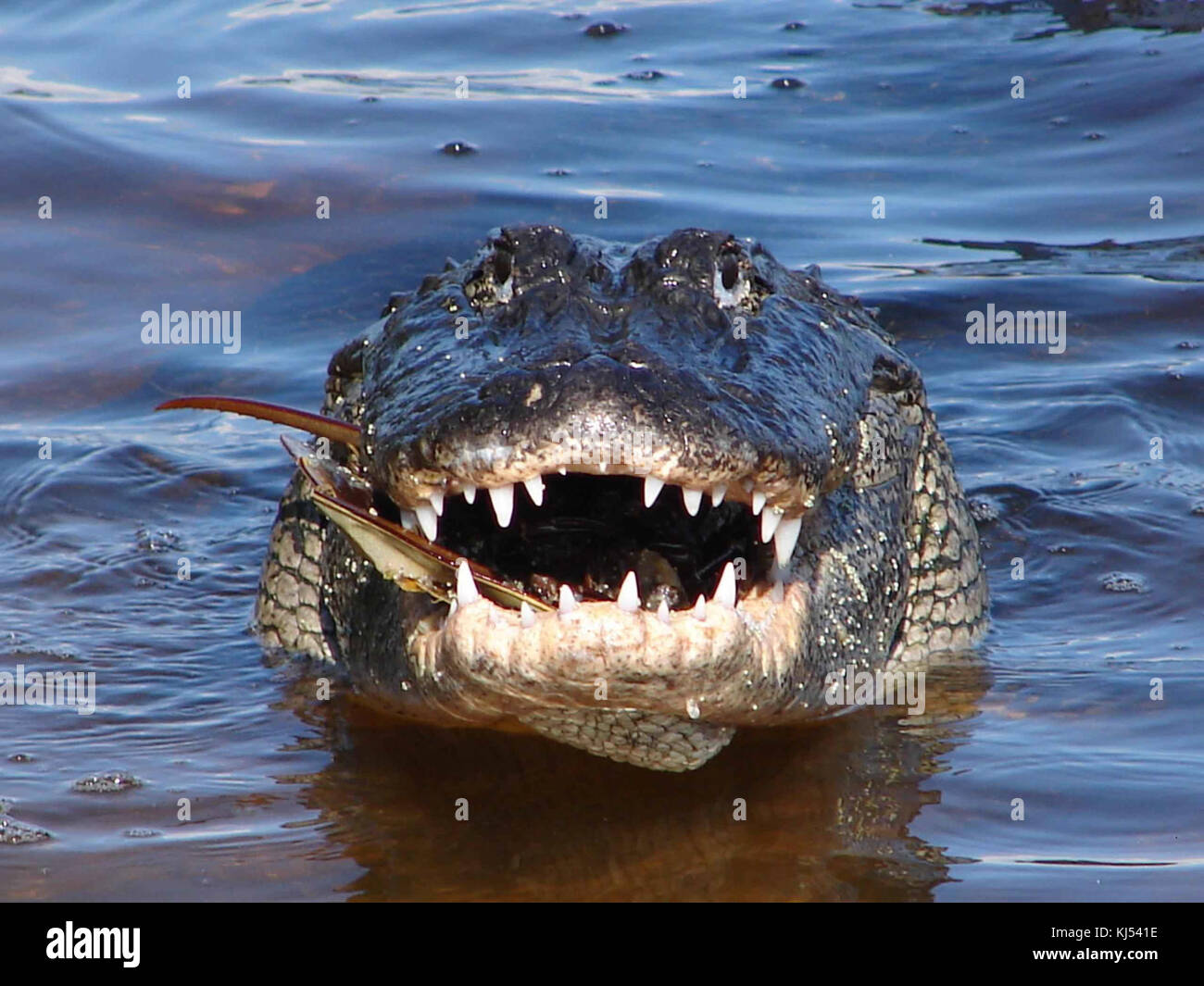 Close up front of adult alligator reptile alligator mississippiensis ...