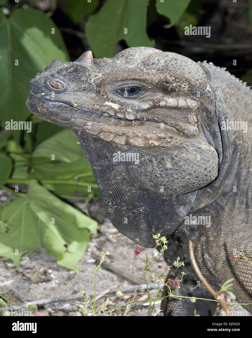 Close up head and shoulder shot of mona ground iguana reptile Stock ...