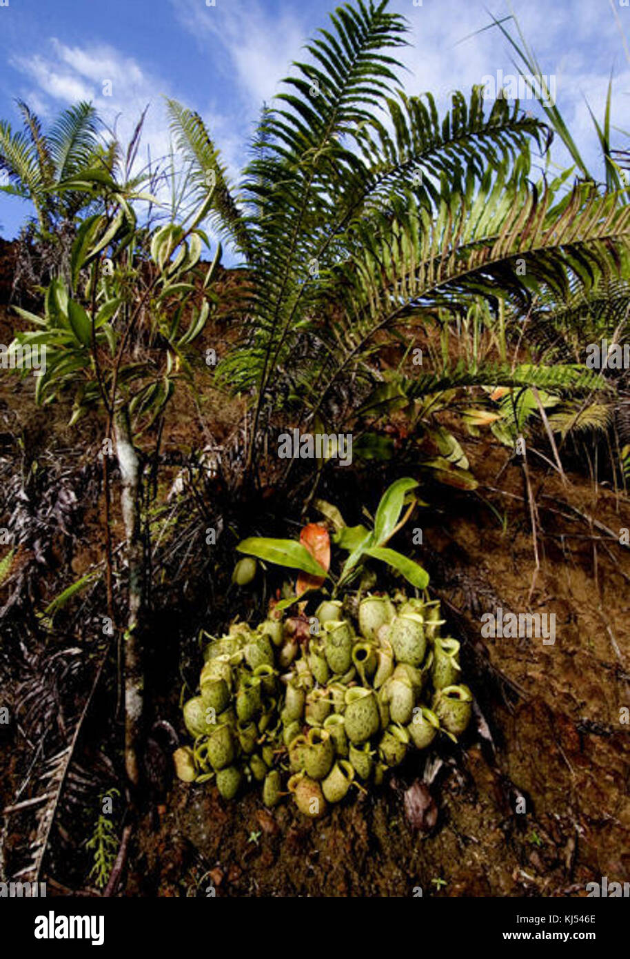 A clustered group of Nepenthes ampullaria, a tropical pitcher plant ...