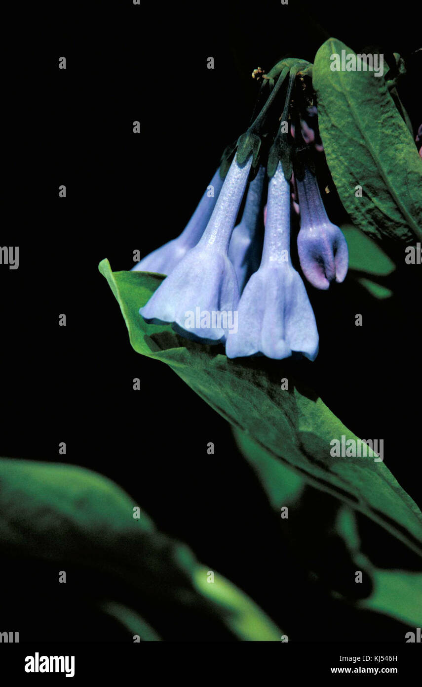 Close up of blue woodland flower mertensia virginica Stock Photo - Alamy