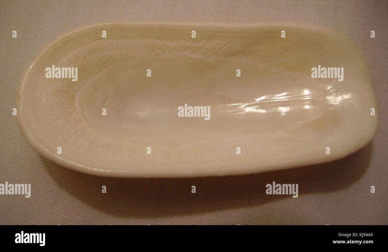 Scutus breviculus (base Stock Photo - Alamy