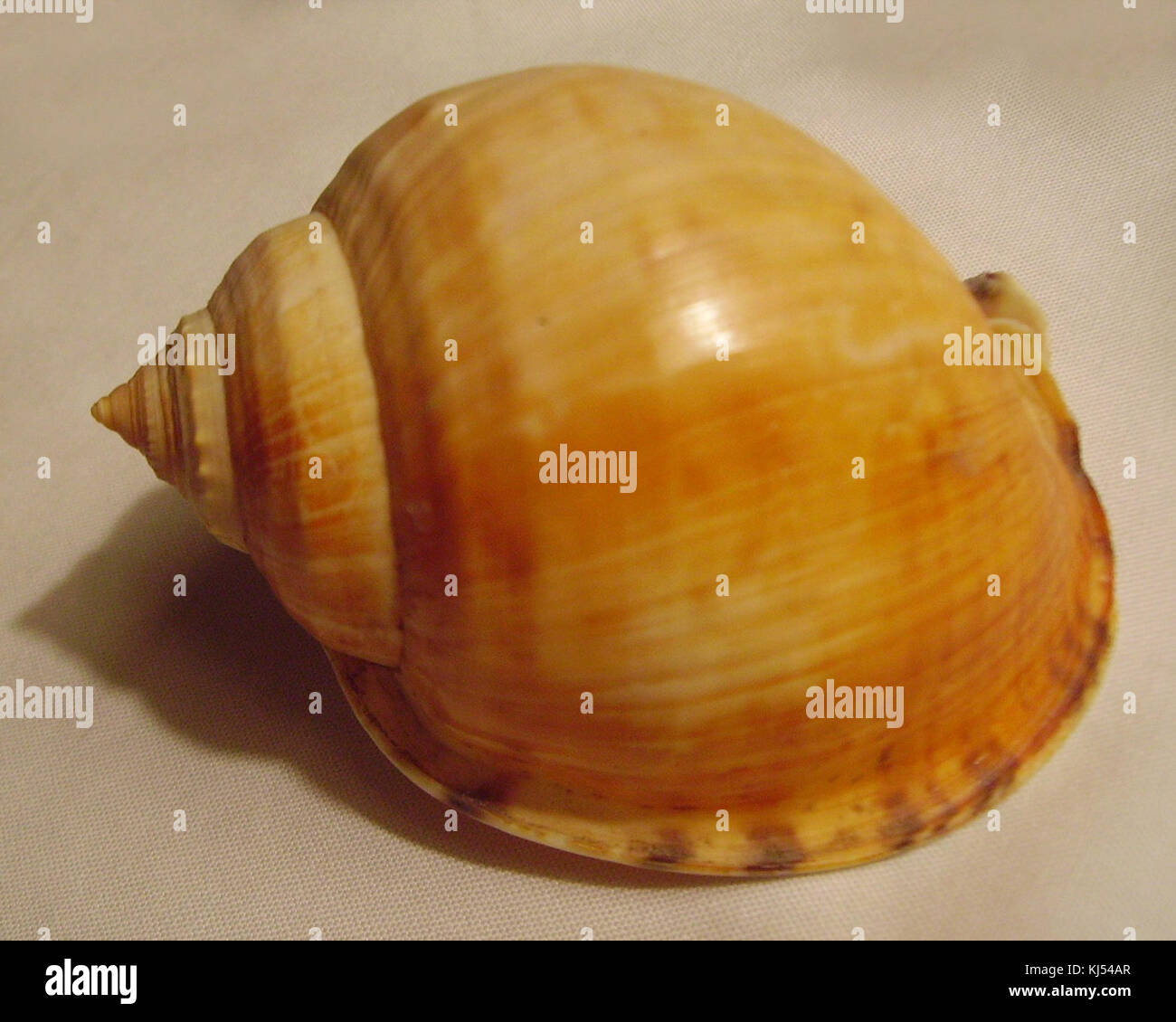 Semicassis pyrum hi-res stock photography and images - Alamy