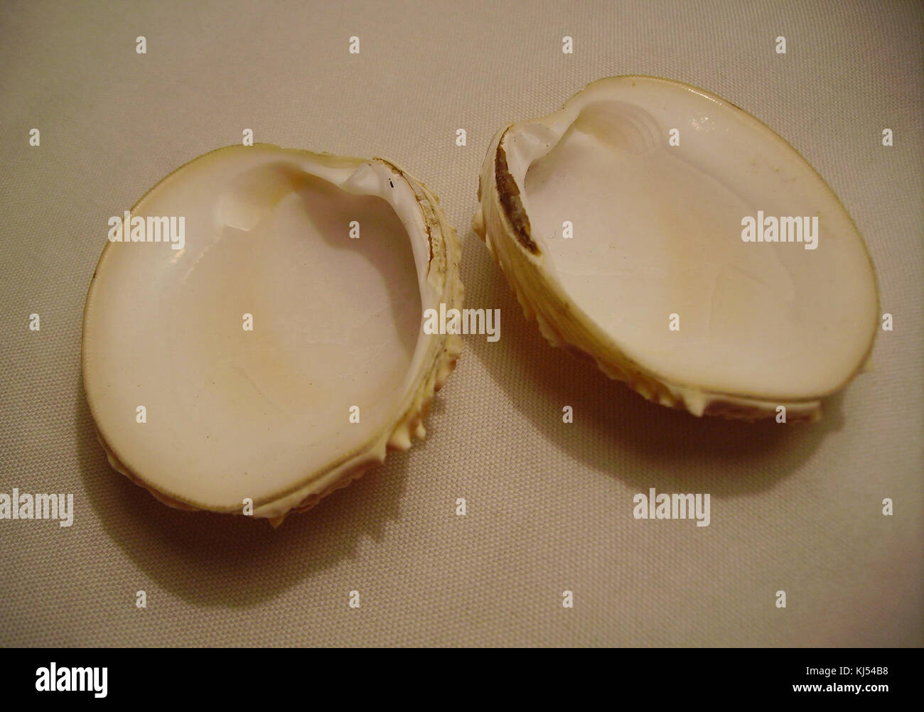 Bassina yatei (separate Stock Photo - Alamy