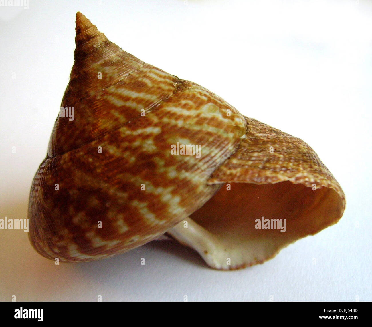 Calliostoma hi-res stock photography and images - Alamy