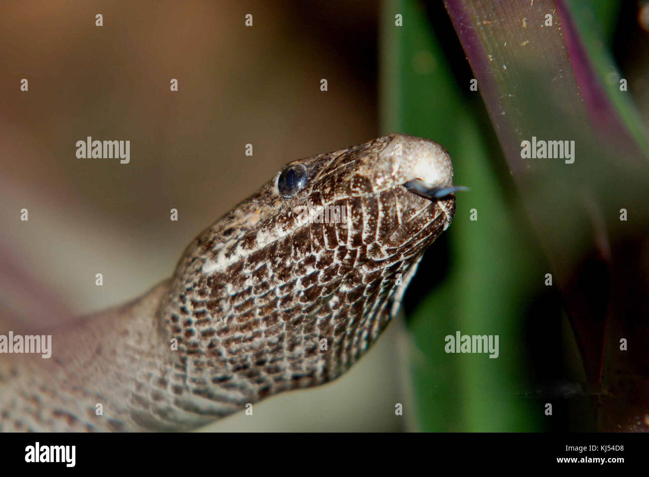 Close up of head of puerto rican boa snake epicrates inornatus Stock ...