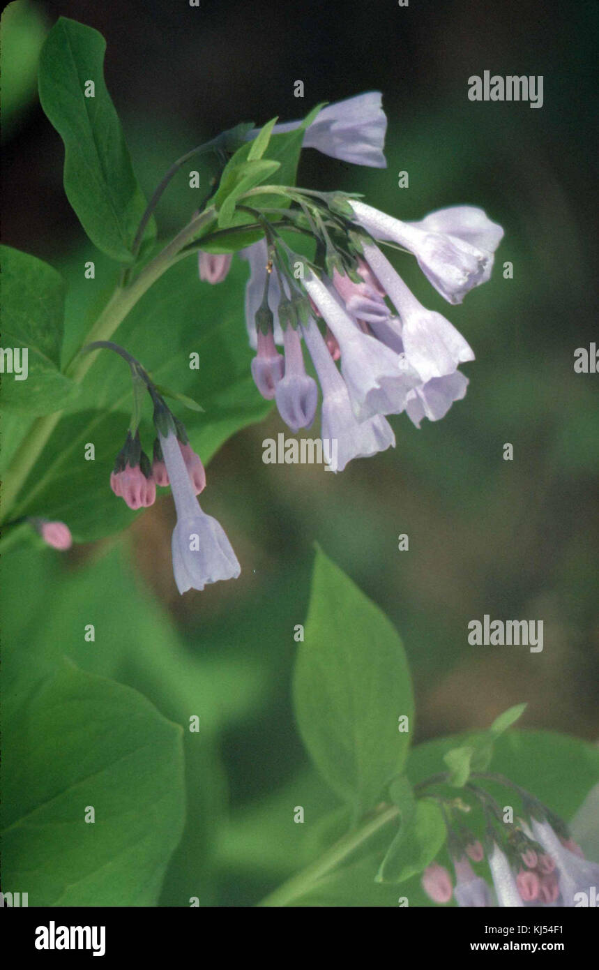 A close-up of Virginia bluebell flowers (Mertensia virginica ...