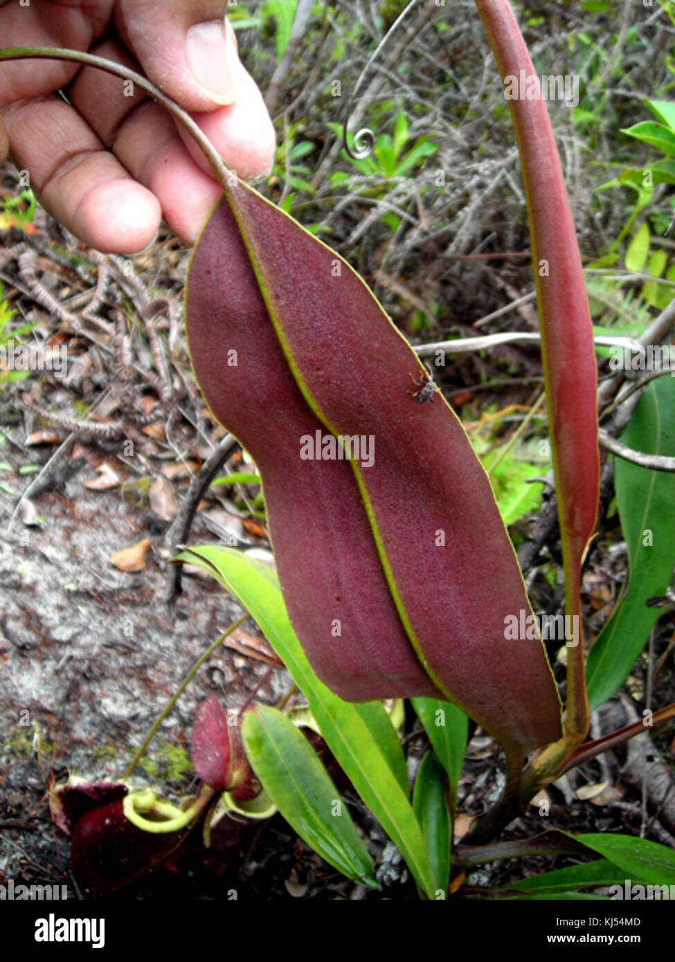 Raffles pitcher plant nepenthes rafflesiana hi-res stock photography ...