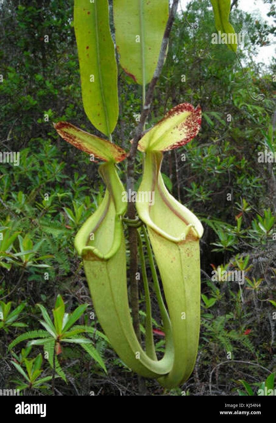 Nepenthes rafflesiana upper pitchers Stock Photo - Alamy
