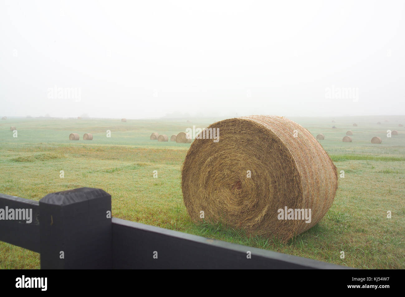 ROUND HAY BALES IN FOGGY FIELD Stock Photo - Alamy