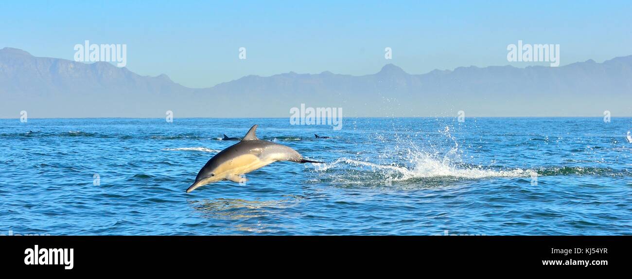 Dolphin, swimming in the ocean. Dolphin swim and jumping from the water ...