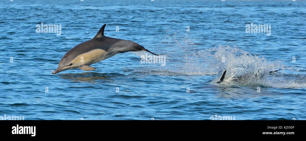 Dolphin, swimming in the ocean. Dolphin swim and jumping from the water ...