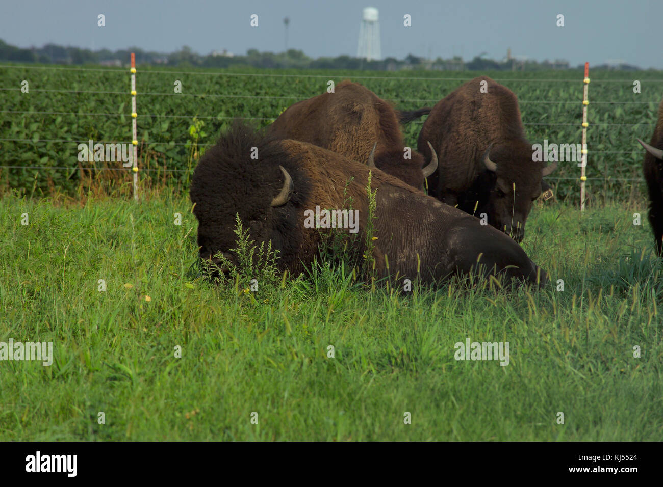 FARM RAISED BISON GRAZING IN PASTURE HOOPESTON, IL Stock Photo - Alamy
