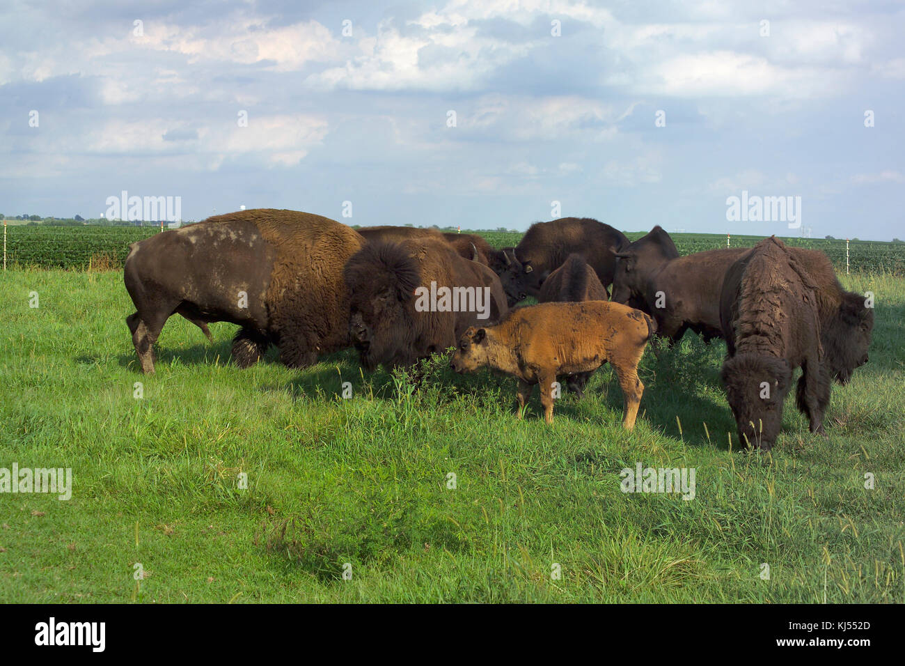 FARM RAISED BISON GRAZING IN PASTURE HOOPESTON, IL Stock Photo - Alamy