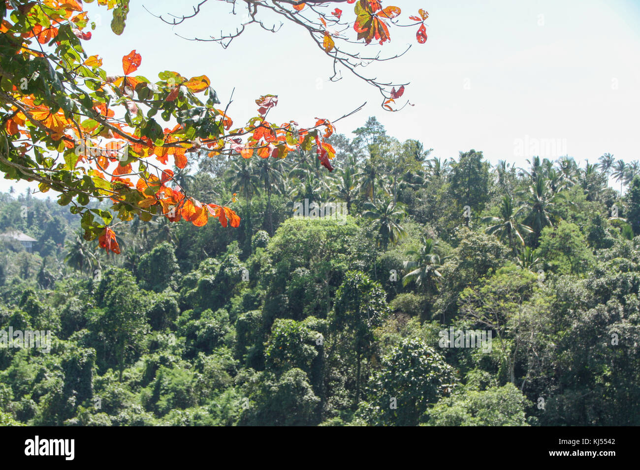 Trees - Bali - Indonesia Stock Photo - Alamy